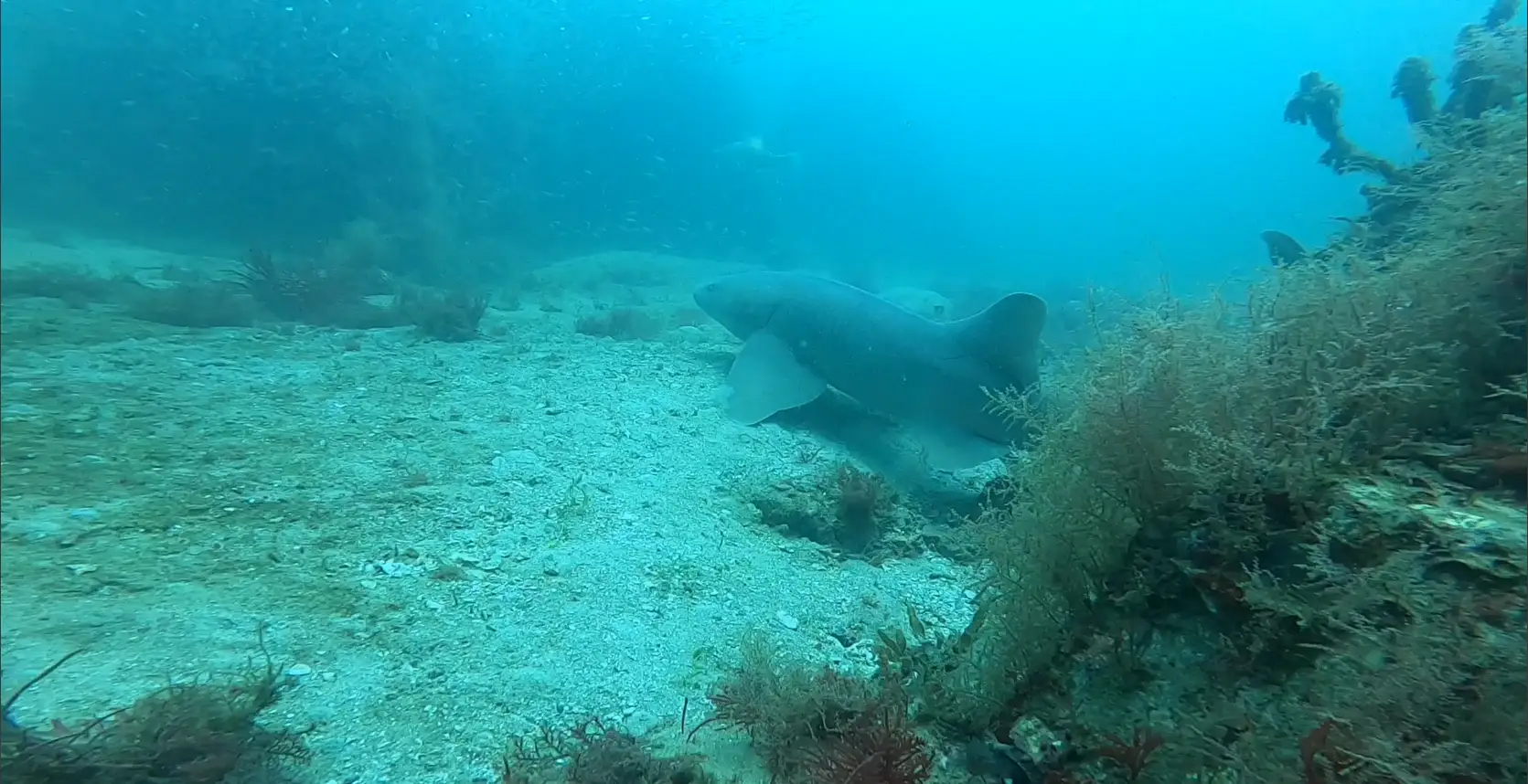 Organization for Artificial Reefs | Big Bend Marine Conservation